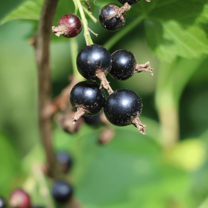 Acheter Cassissiers en ligne - Arbre Fruitier