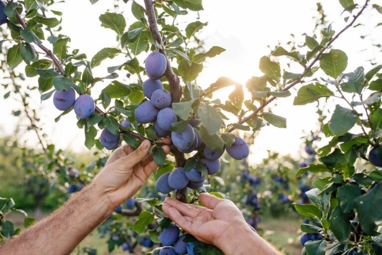 Prune d'Ente : L'Héritage Fruité du Sud-Ouest - L'origine des Pruneaux ...