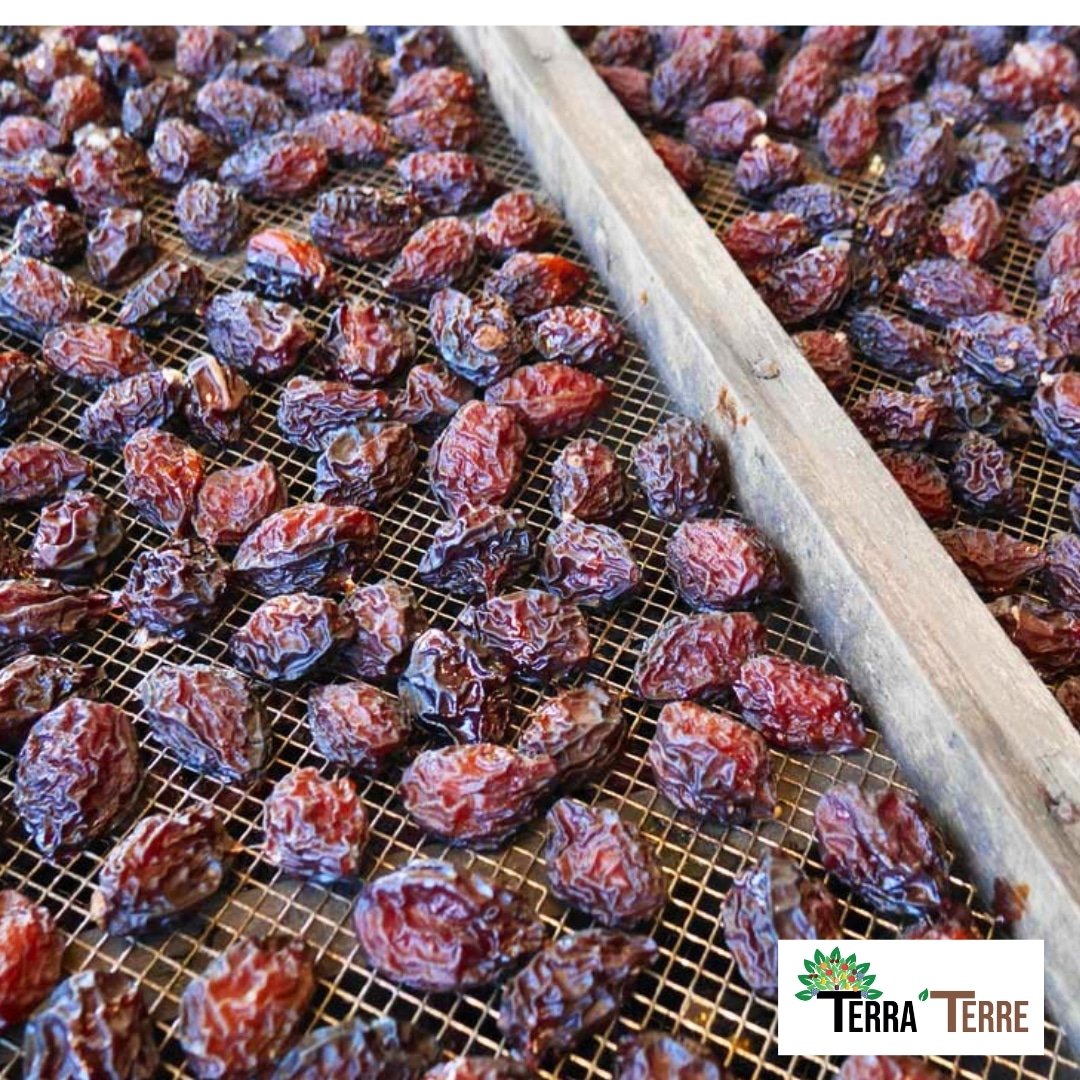 Prune d'Ente : L'Héritage Fruité du Sud-Ouest - L'origine des Pruneaux ...