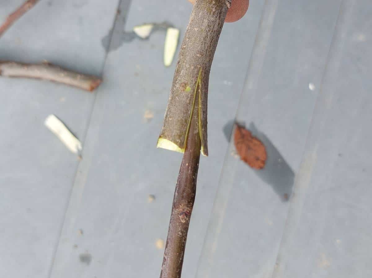 Guide Complet pour Réaliser la Greffe en Fente et ses Variantes