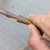 Guide Complet pour Réaliser la Greffe en Fente et ses Variantes