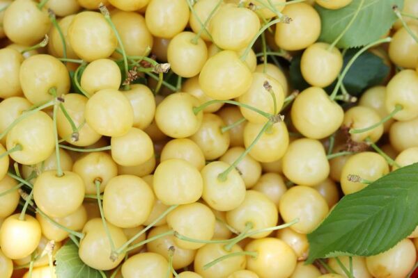 Les Meilleures Variétés de Cerises en 2025