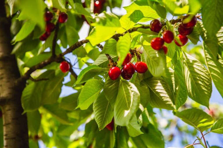 Les Meilleures Variétés de Cerises en 2026